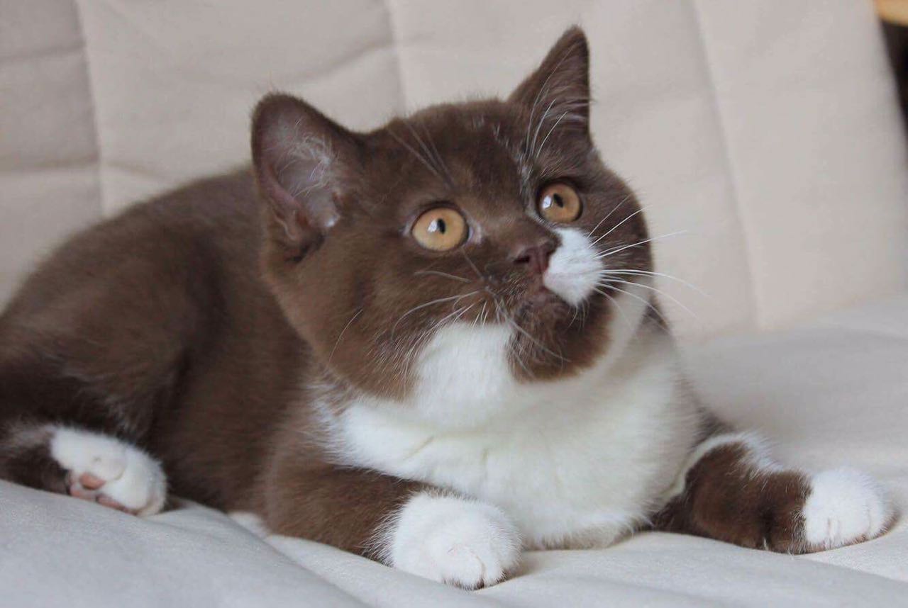 Gatil British Barbato Raça British Shorthair