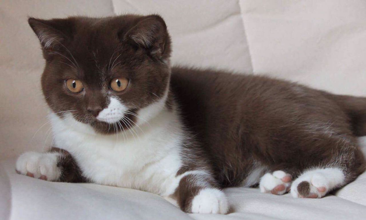 Gatil British Barbato Raça British Shorthair