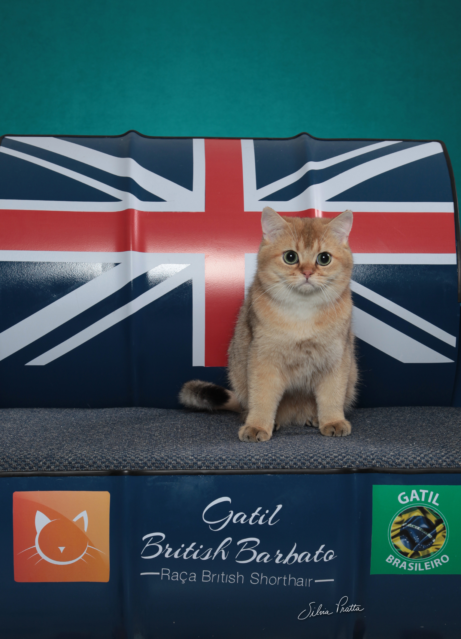 Gatil British Barbato Raça British Shorthair
