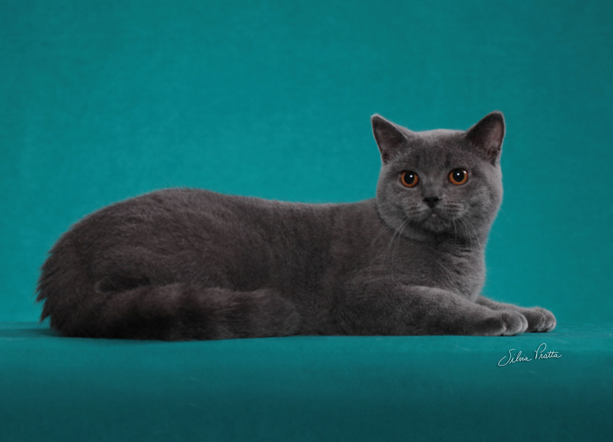 Gatil British Barbato Raça British Shorthair