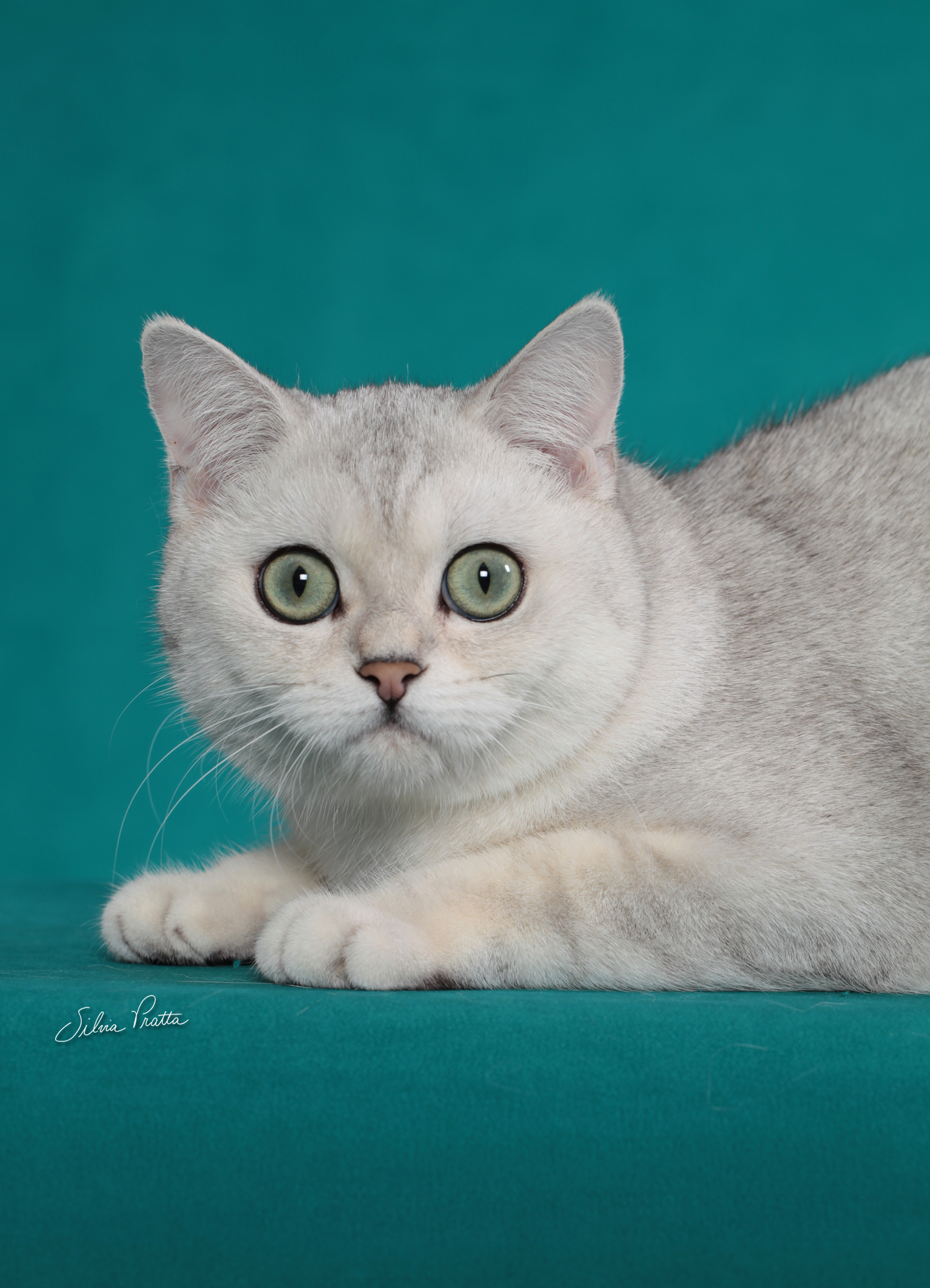Gatil British Barbato Raça British Shorthair