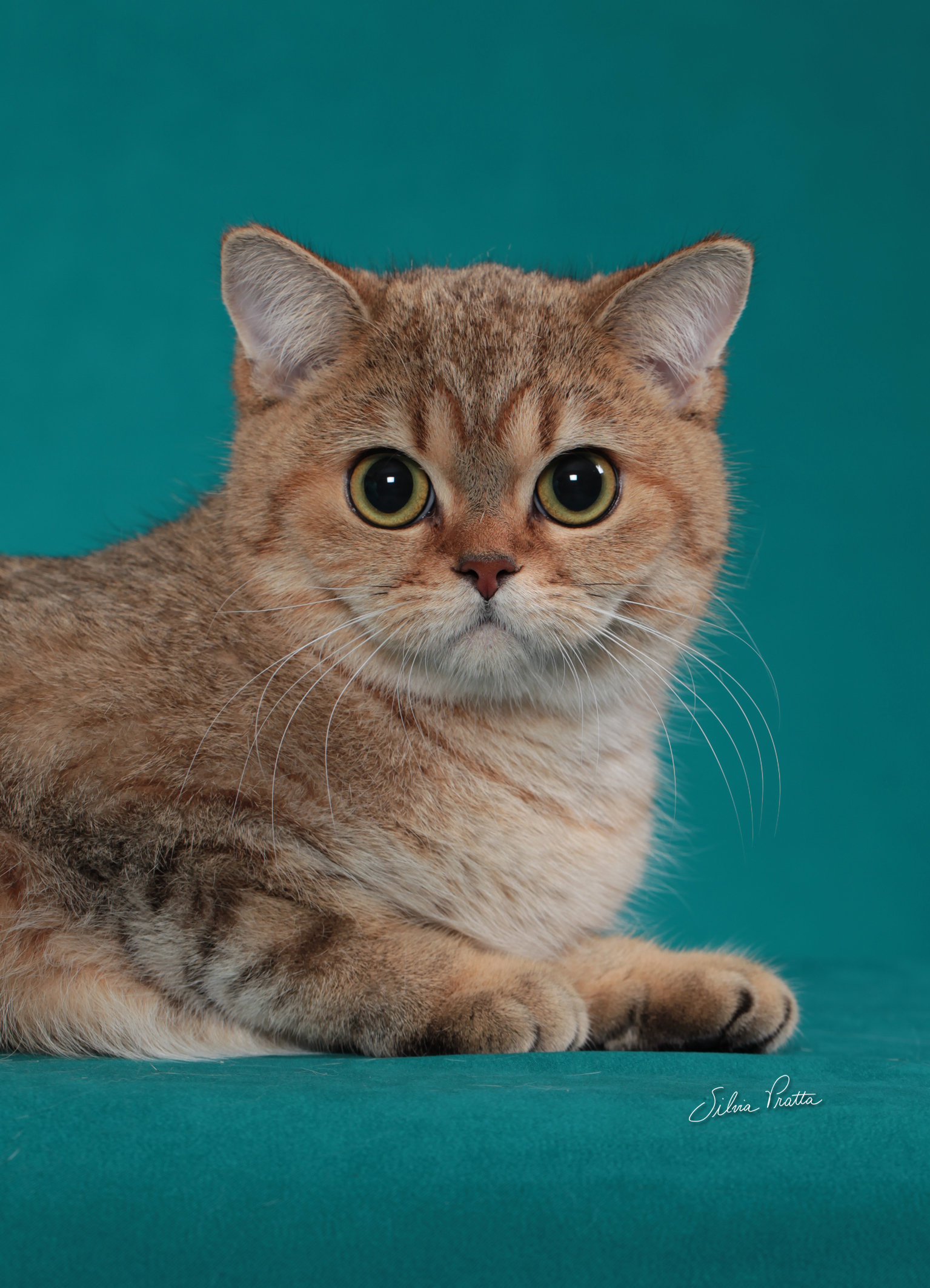 Gatil British Barbato Raça British Shorthair