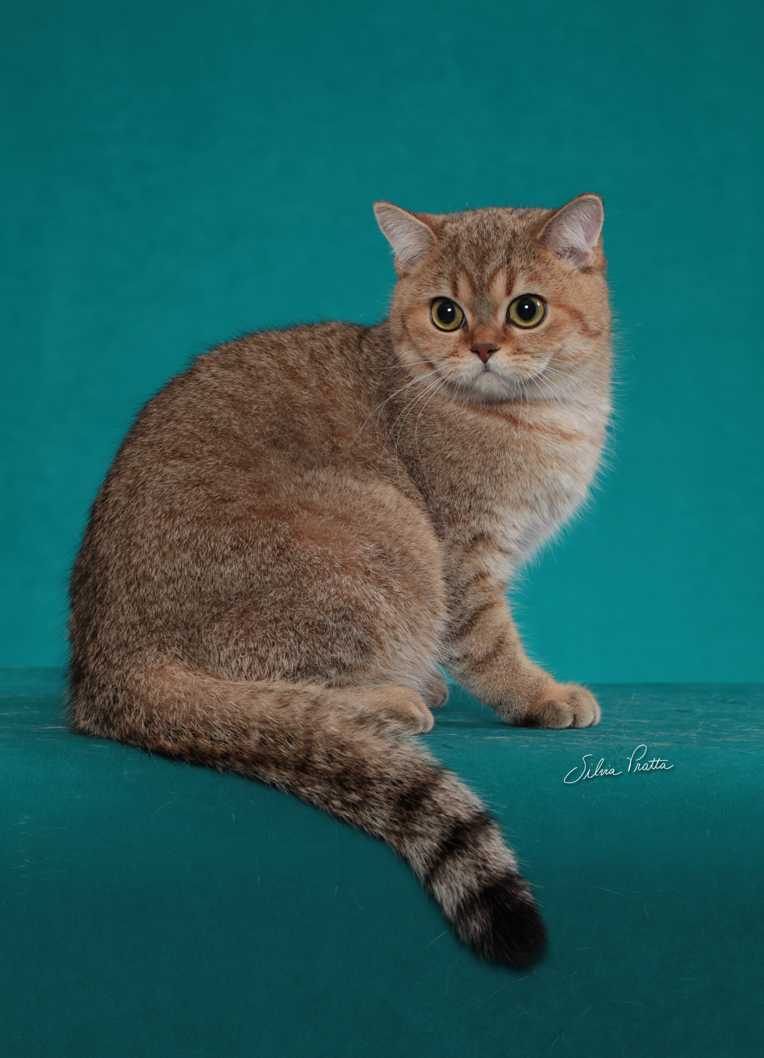 Gatil British Barbato Raça British Shorthair