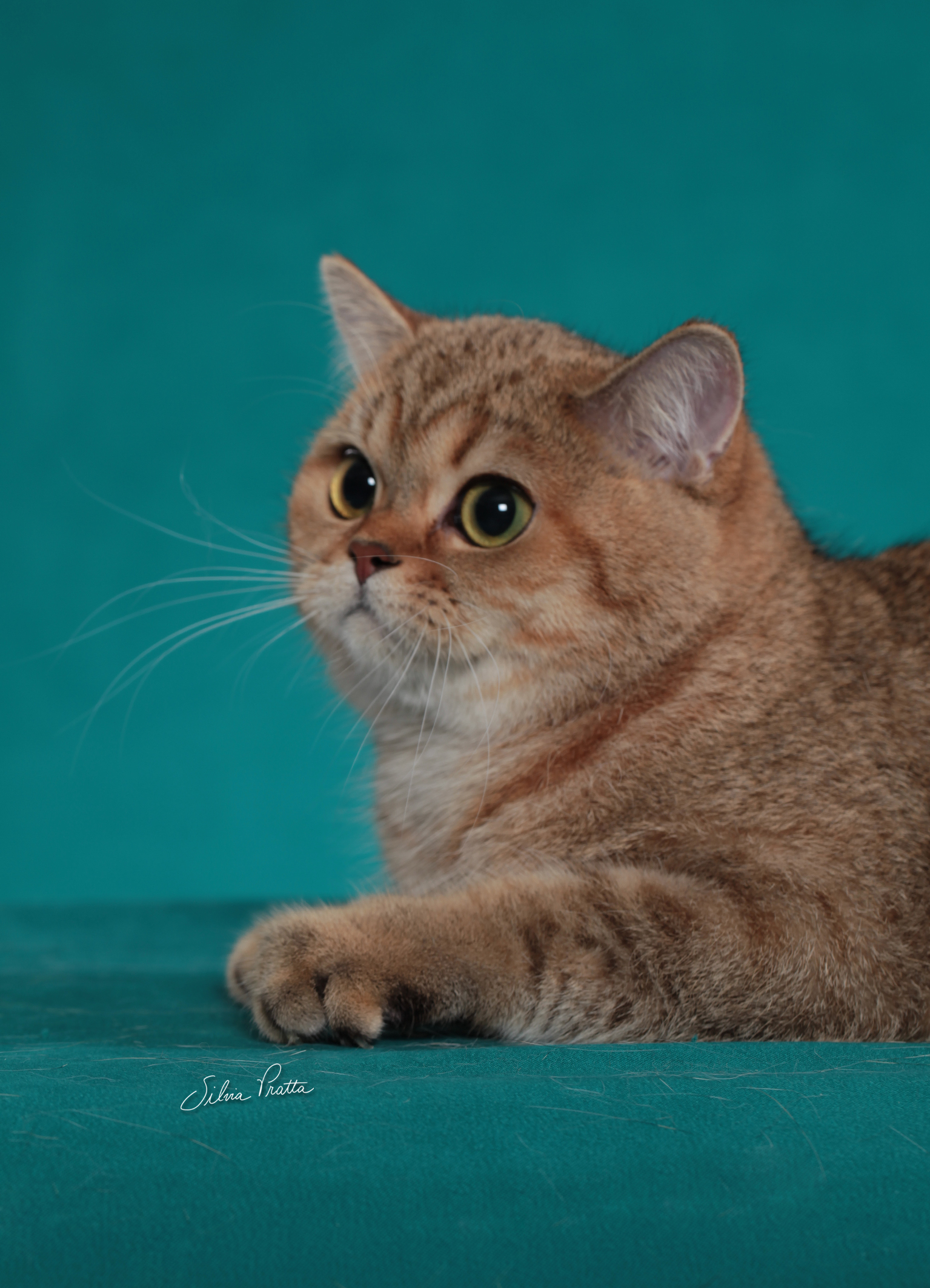 Gatil British Barbato Raça British Shorthair