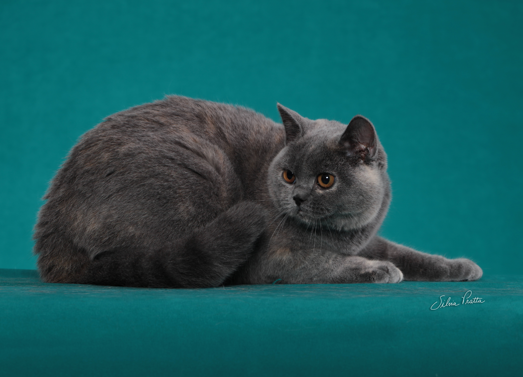 Gatil British Barbato Raça British Shorthair