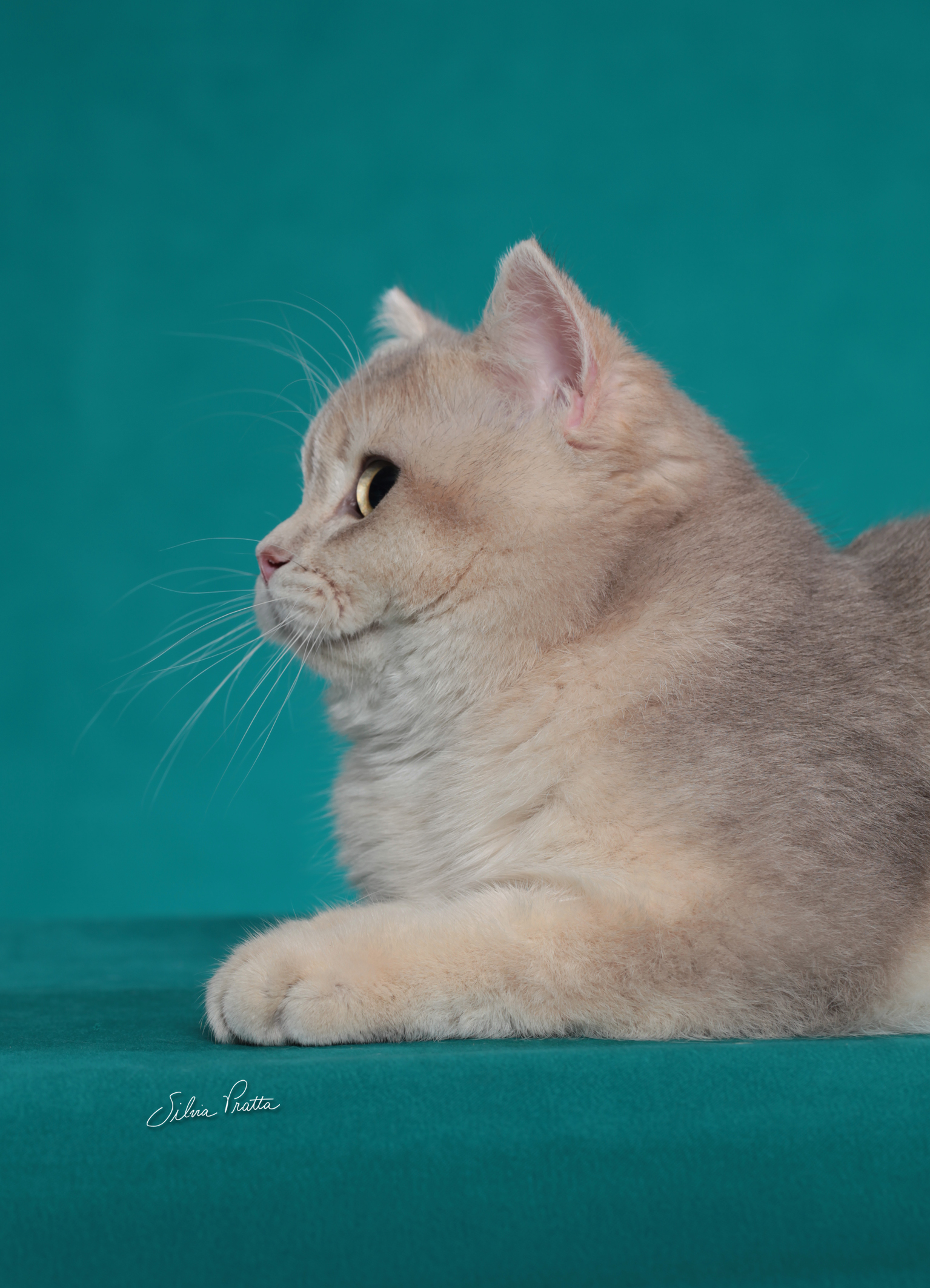 Gatil British Barbato Raça British Shorthair