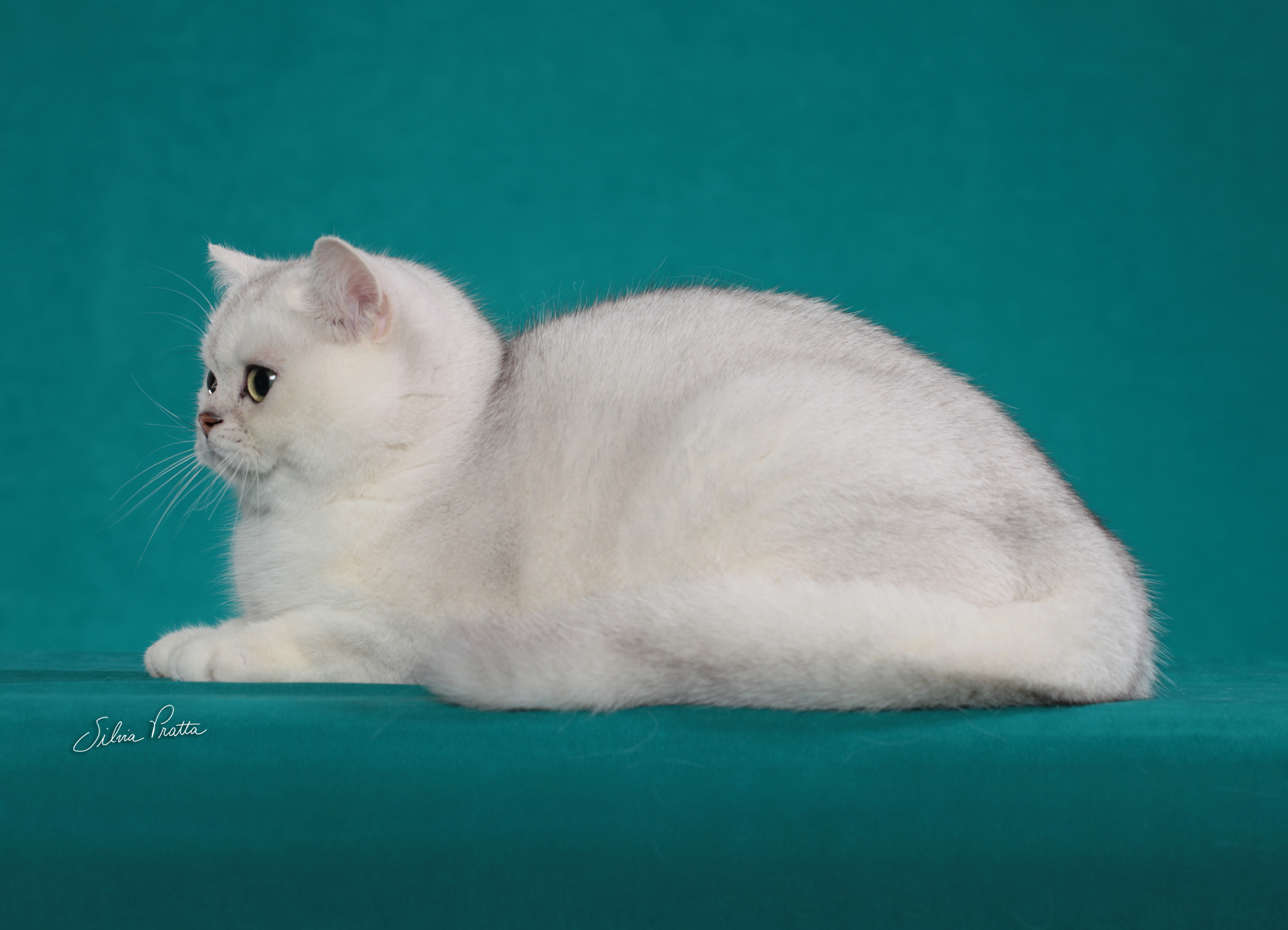 Gatil British Barbato Raça British Shorthair