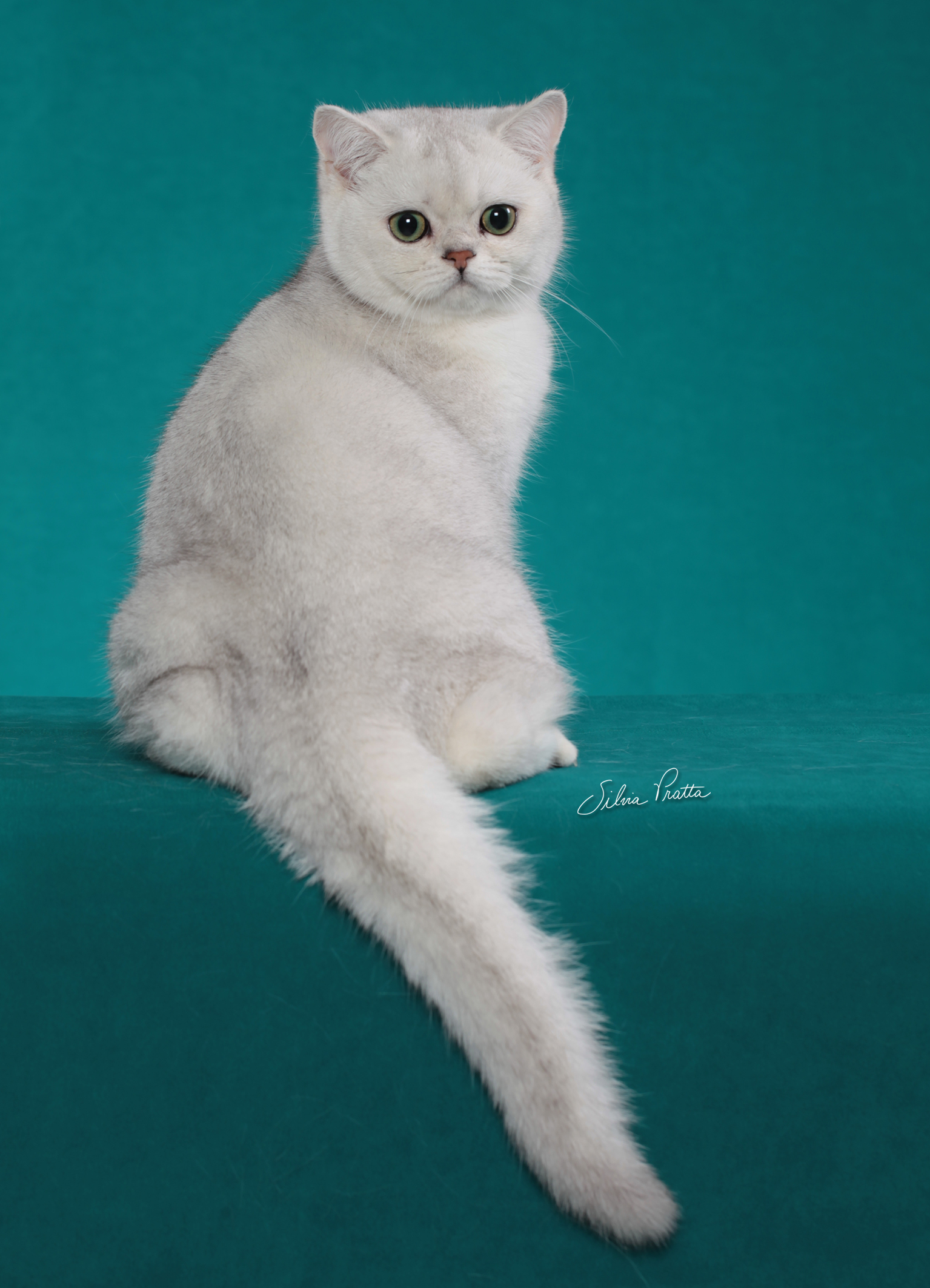 Gatil British Barbato Raça British Shorthair