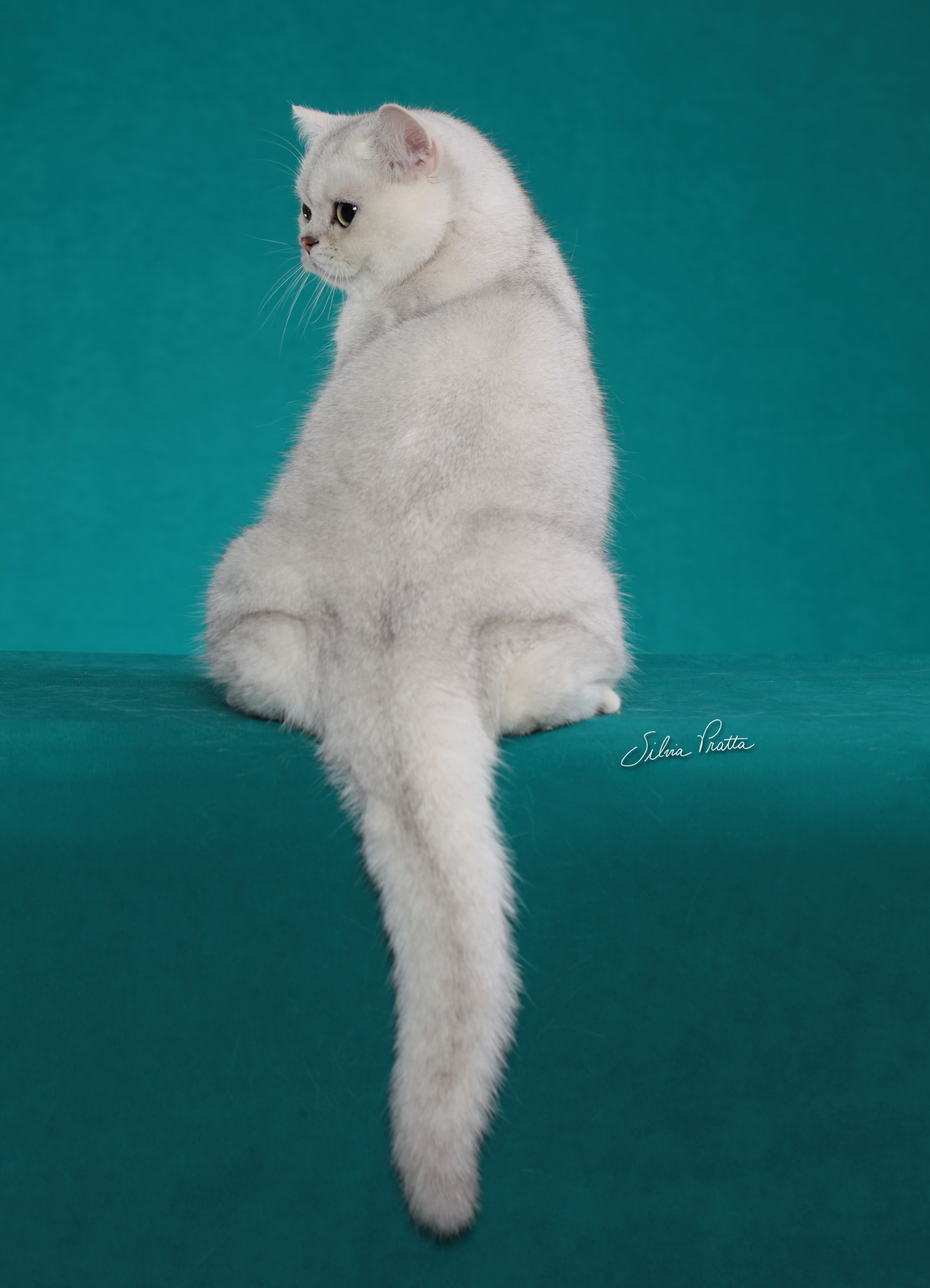 Gatil British Barbato Raça British Shorthair