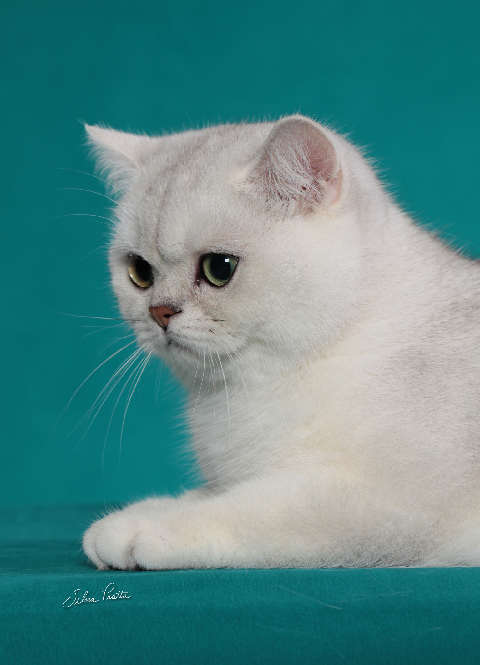 Gatil British Barbato Raça British Shorthair