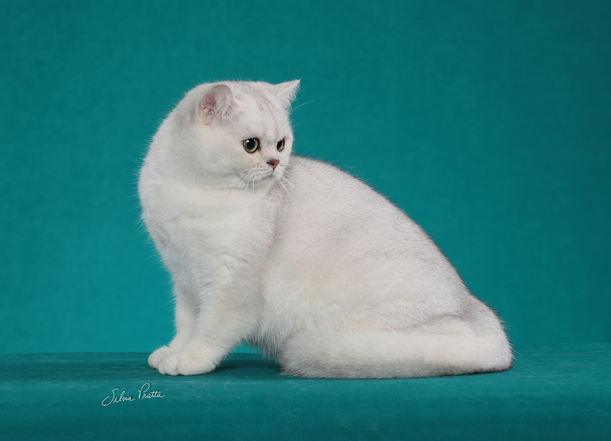 Gatil British Barbato Raça British Shorthair